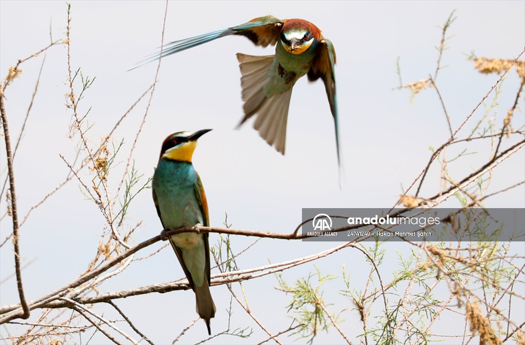 European bee-eaters striking with their colorful feathers | Anadolu Images
