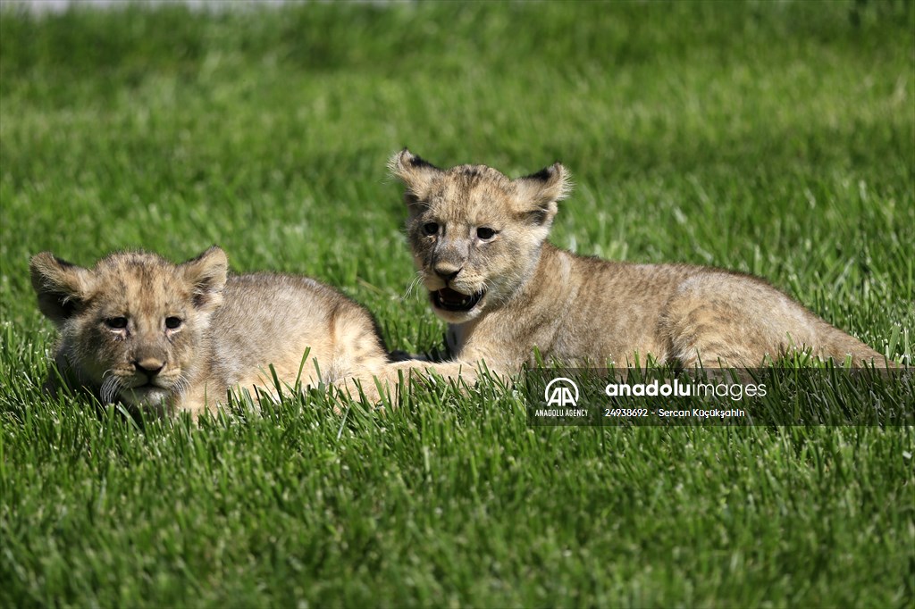 New-born cubs in Kayseri's Zoo | Anadolu Images