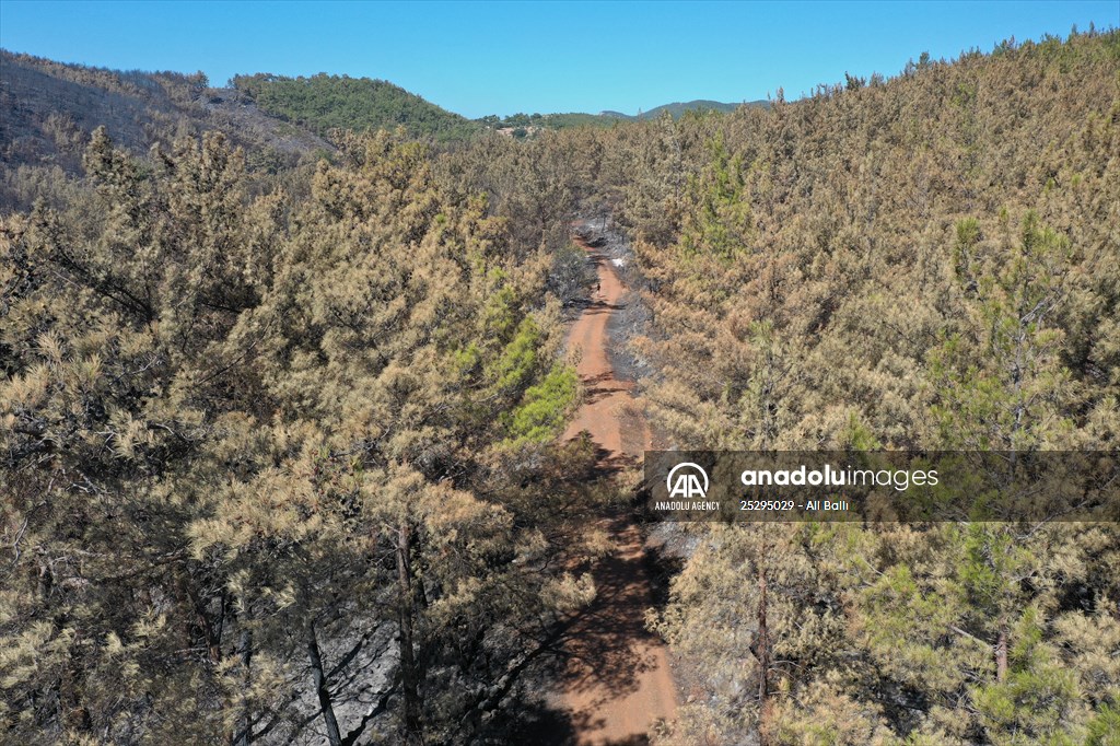 Aftermath of forest fires in Turkey's Mugla | Anadolu Images