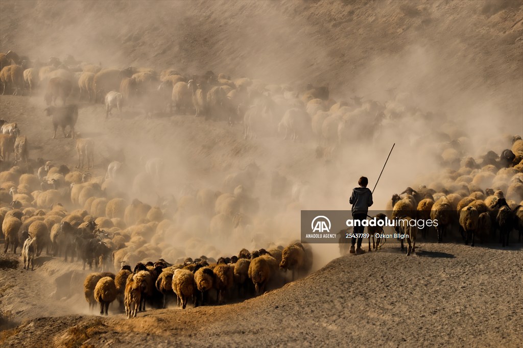 Journey of sheep herd in Turkey's Bitlis | Anadolu Images