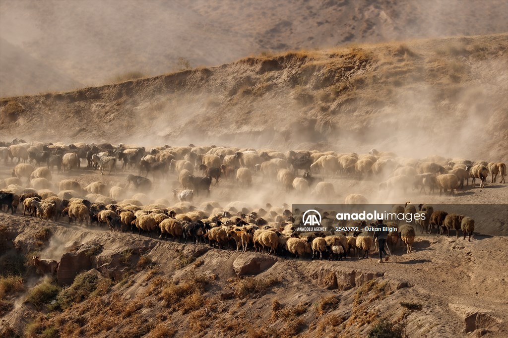 Journey of sheep herd in Turkey's Bitlis | Anadolu Images
