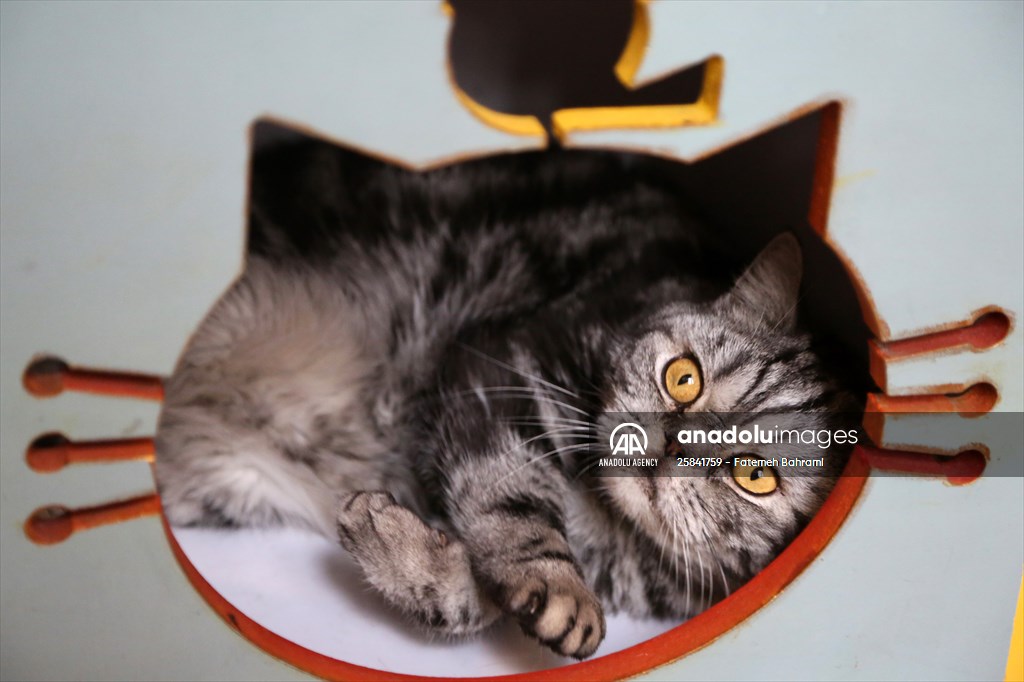 The extraordinary "Cat Museum" in Tehran | Anadolu Images