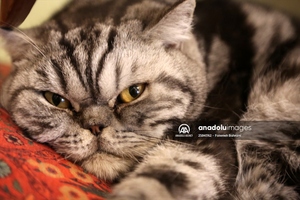 The extraordinary "Cat Museum" in Tehran | Anadolu Images