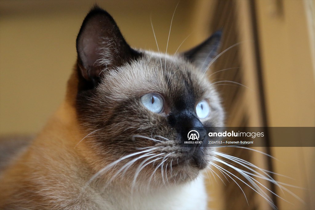 The extraordinary "Cat Museum" in Tehran | Anadolu Images