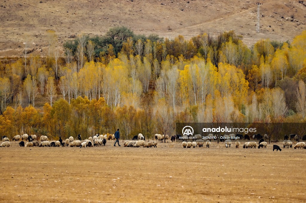 Autumn in Turkey's Van province | Anadolu Images