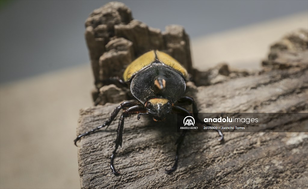 Colombian beetles exported with help from cryptocurrency eco-friendly ...