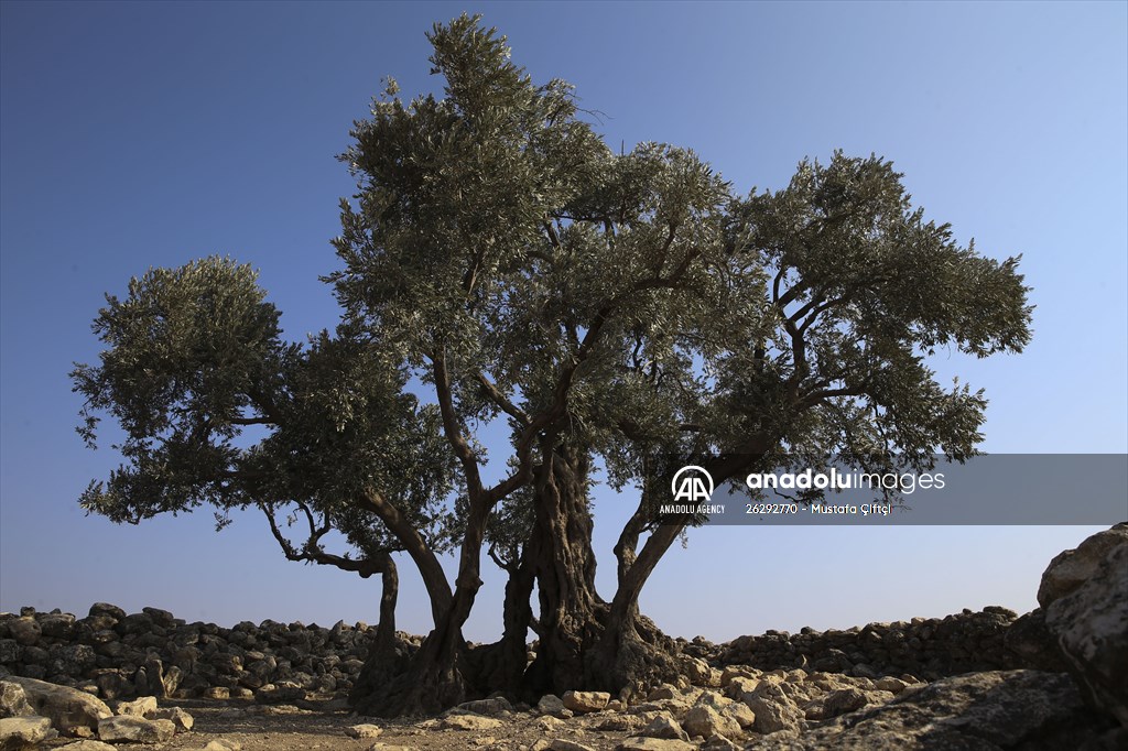 Monumental trees of Turkey | Anadolu Images