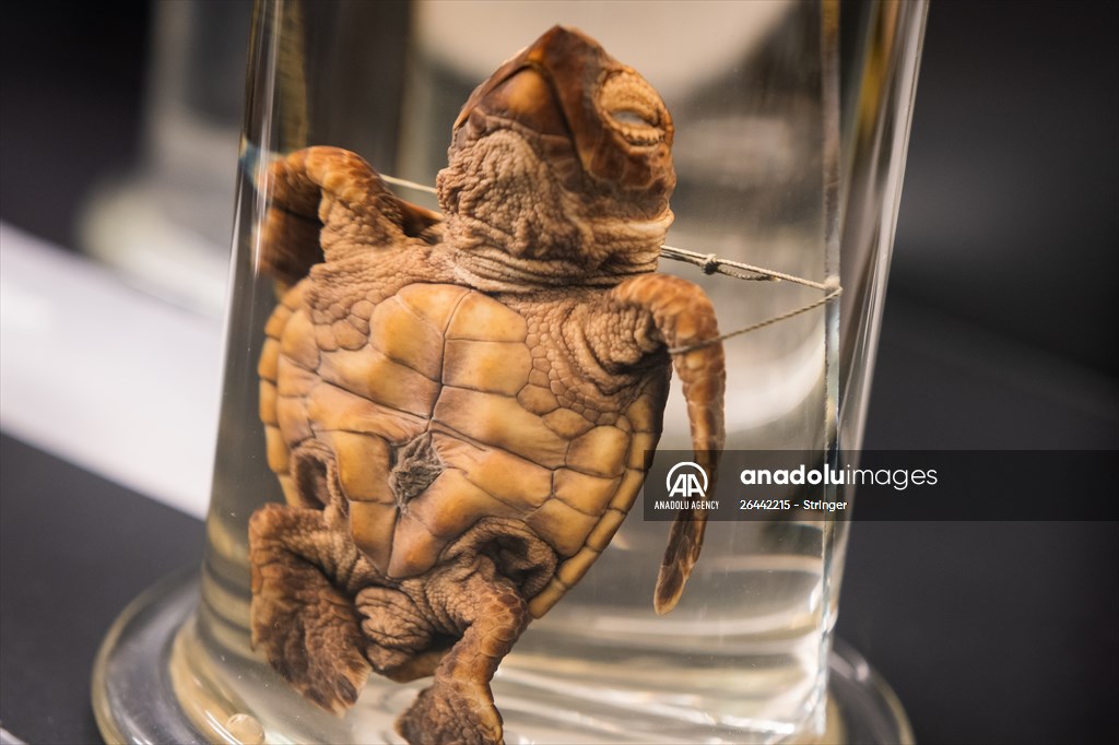 Darwin and Dohrn Biodiversity Museum (DaDoM) in Italy | Anadolu Images