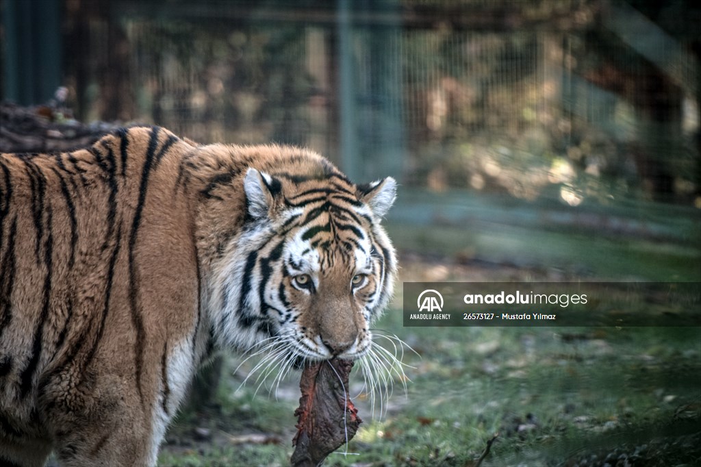 Residents of Bursa Zoo enjoy during sunny day | Anadolu Images