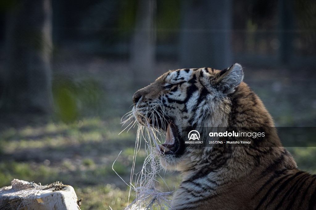 Residents of Bursa Zoo enjoy during sunny day | Anadolu Images