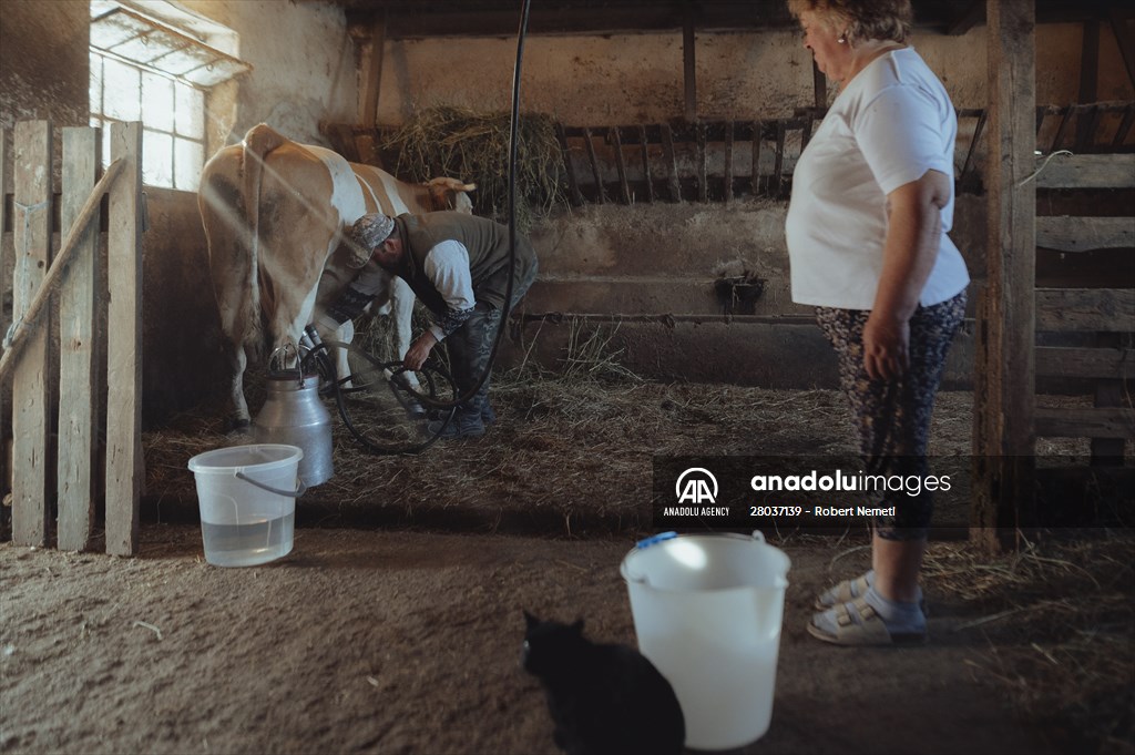 Nagy family producing local dairy products in Slovakia on World Milk ...