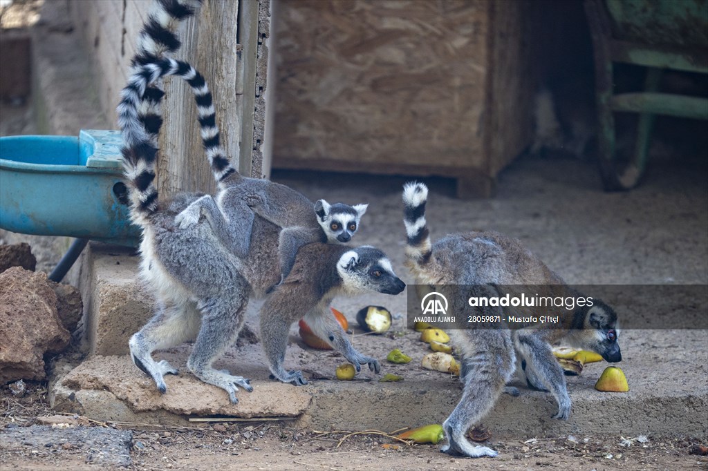 Yavru lemur Antalya Hayvanat Bahçesinin yeni ilgi odağı oldu | Anadolu ...