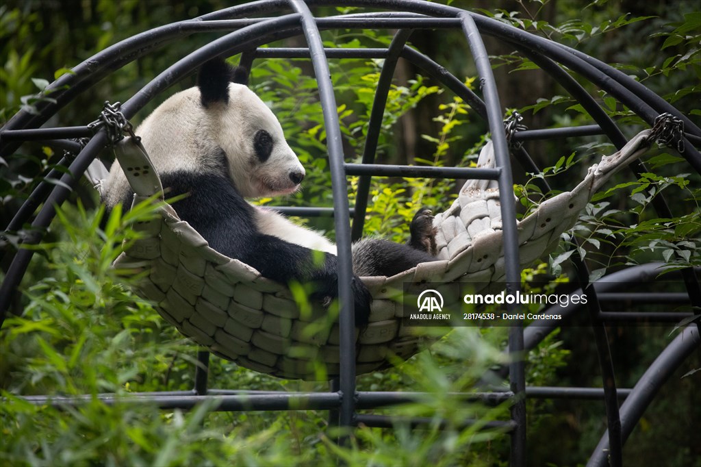 Giant pandas Shuan Shuan and Xin Xin celebrate their birthday in Mexico ...
