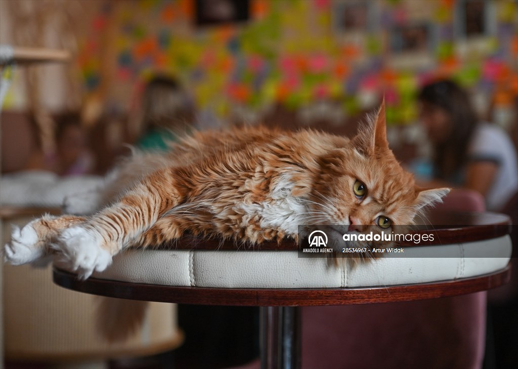 Polish scientist lists domestic cats as 'invasive alien species ...