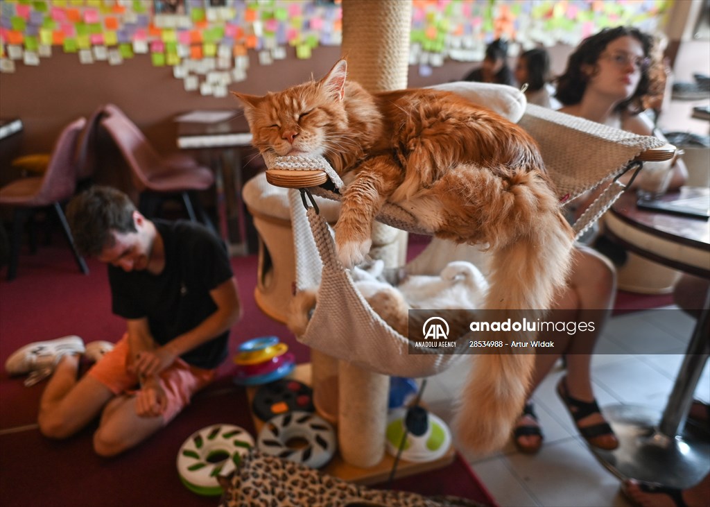 Polish scientist lists domestic cats as 'invasive alien species ...