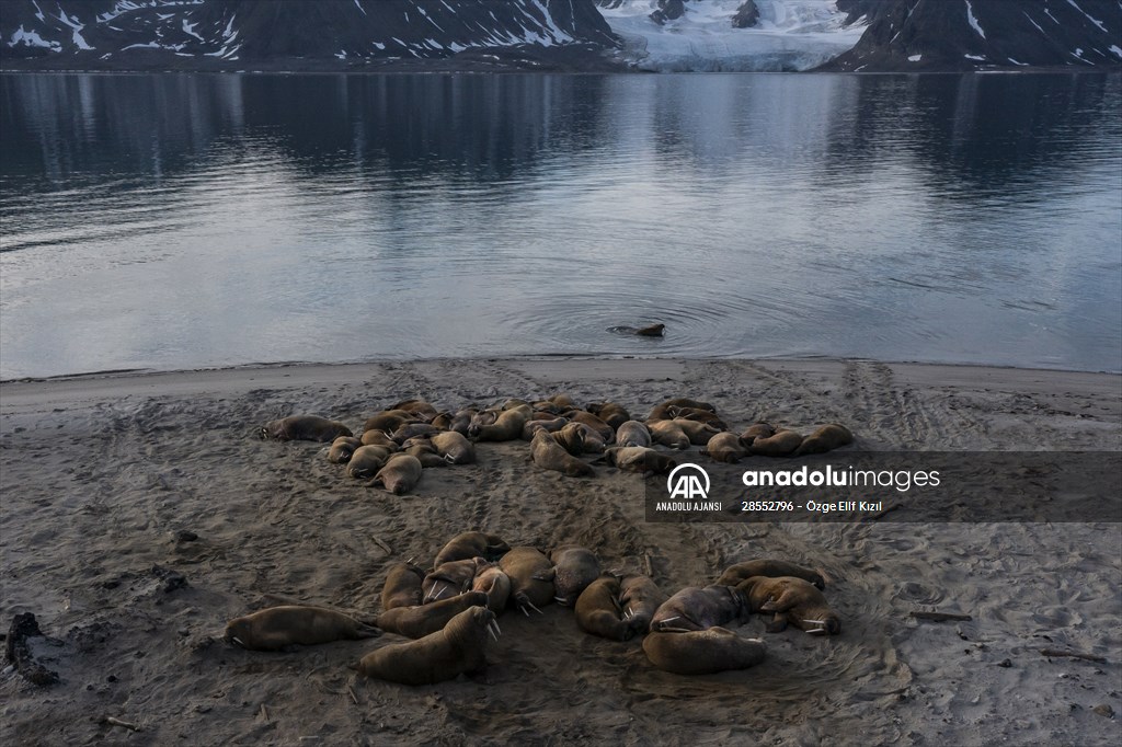 İklim değişikliği Kuzey Kutup canlılarının yaşam alanını tehdit ediyor ...