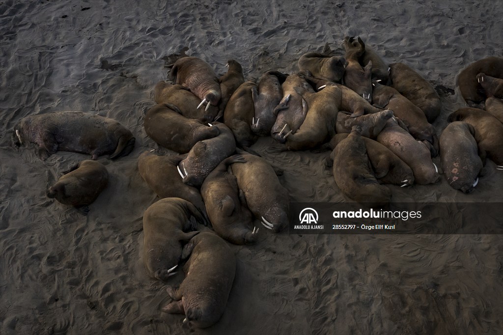 İklim değişikliği Kuzey Kutup canlılarının yaşam alanını tehdit ediyor ...