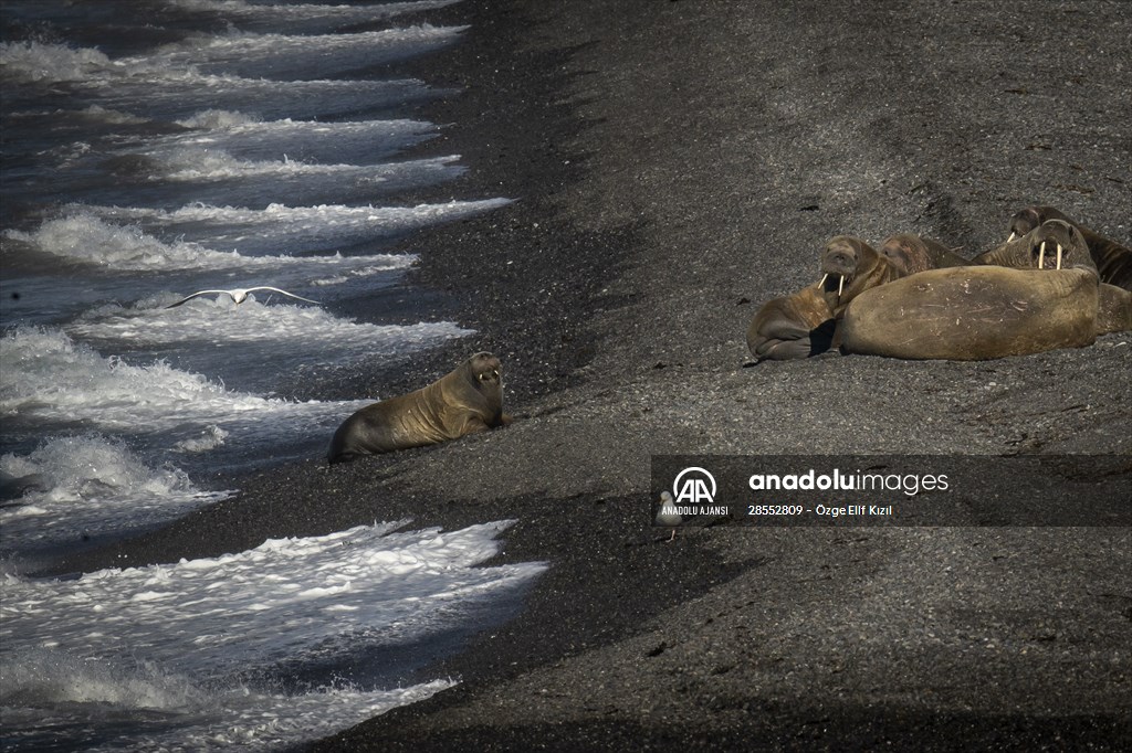 İklim değişikliği Kuzey Kutup canlılarının yaşam alanını tehdit ediyor ...