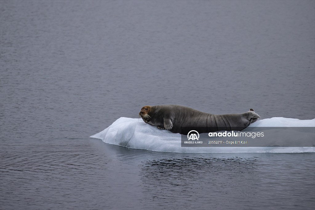 İklim değişikliği Kuzey Kutup canlılarının yaşam alanını tehdit ediyor ...