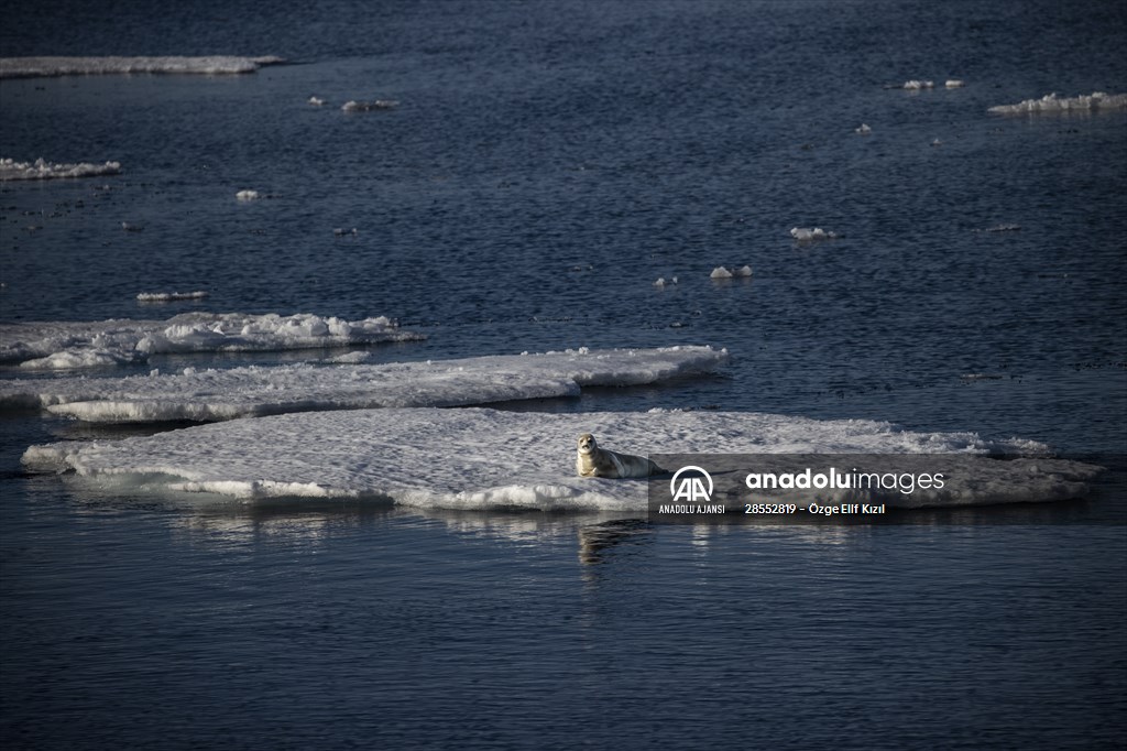 İklim değişikliği Kuzey Kutup canlılarının yaşam alanını tehdit ediyor ...