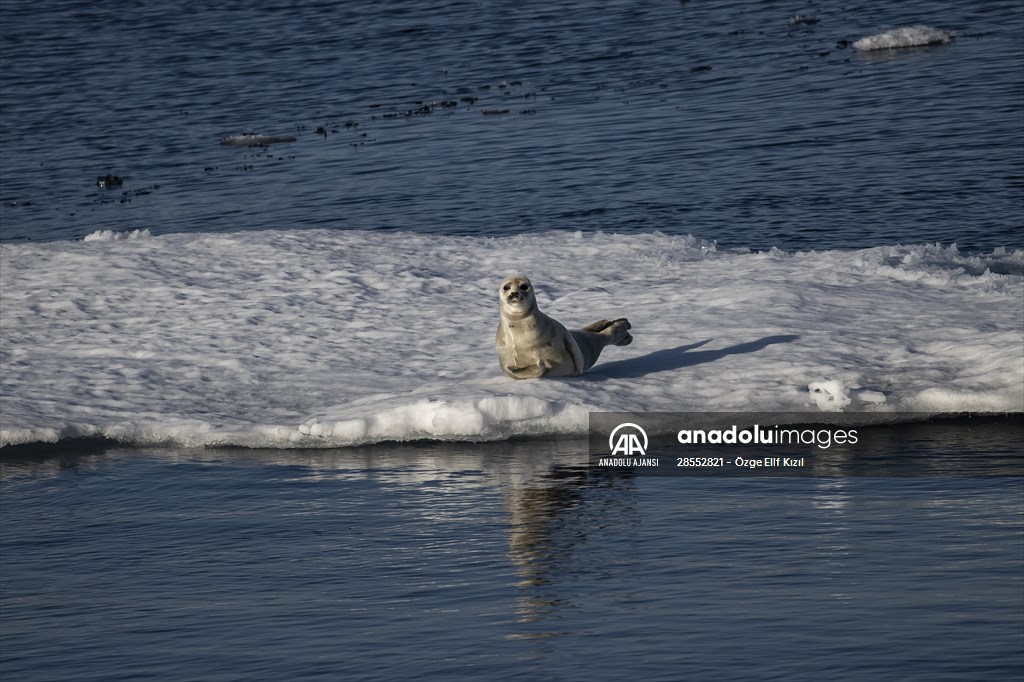 İklim değişikliği Kuzey Kutup canlılarının yaşam alanını tehdit ediyor ...
