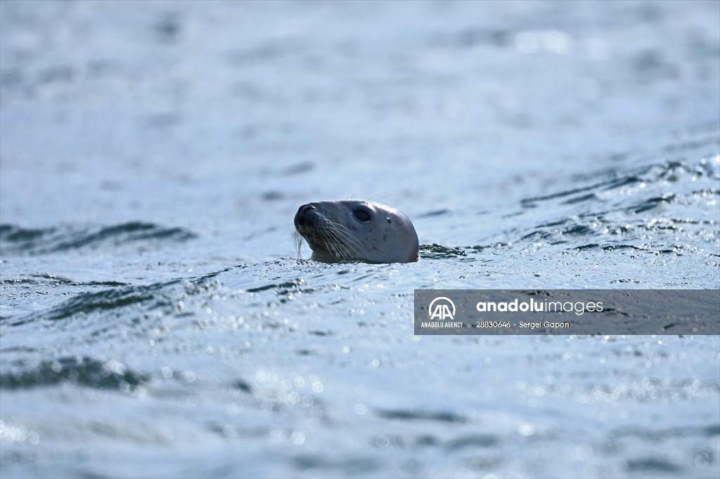 Seals in Denmark | Anadolu Images