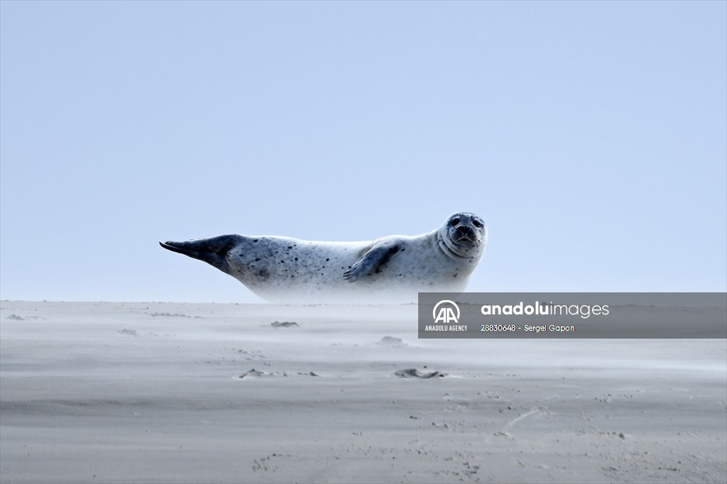 Seals in Denmark | Anadolu Images