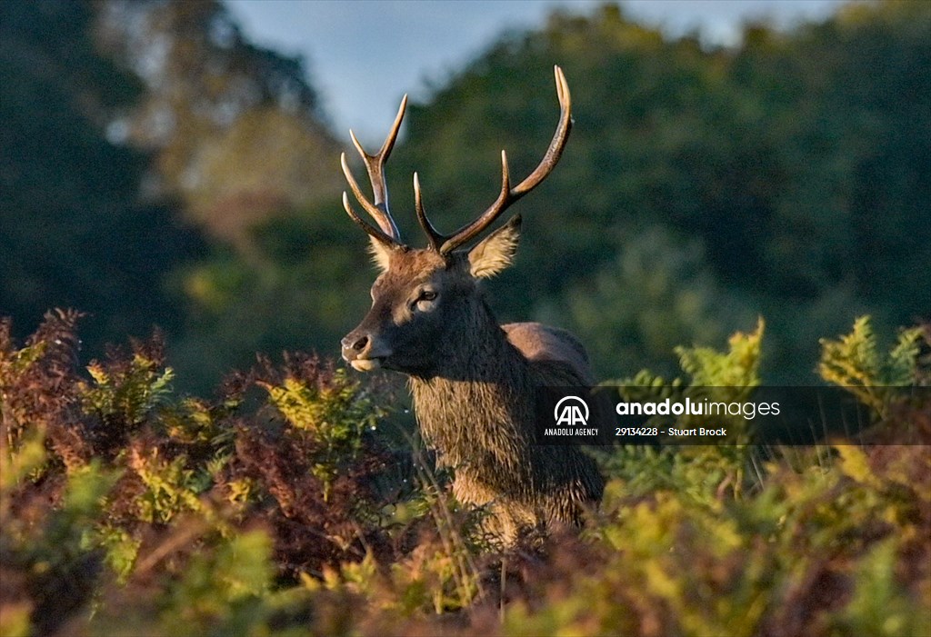 Natural Life in London's Richmond Park: Stags and birds | Anadolu Images