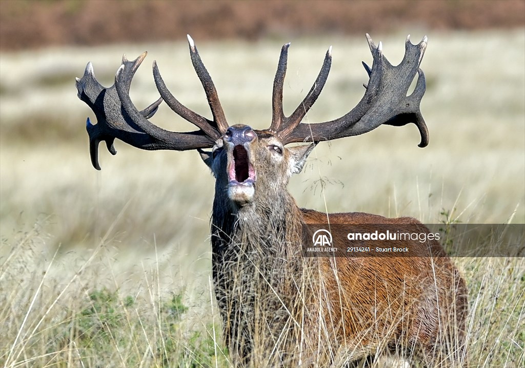 Natural Life in London's Richmond Park: Stags and birds | Anadolu Images