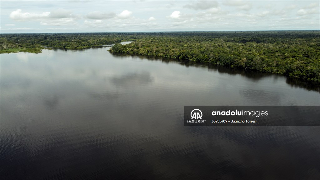 The Amazon Rainforest's Rich Biodiversity in Peril as Deforestation ...
