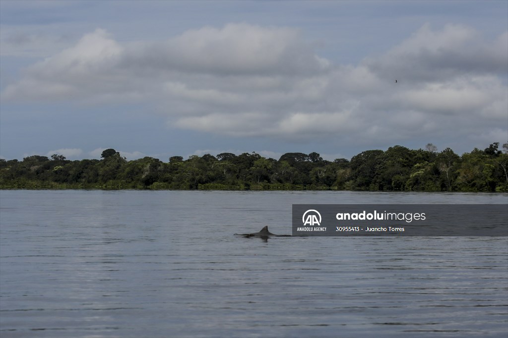 The Amazon Rainforest's Rich Biodiversity in Peril as Deforestation ...