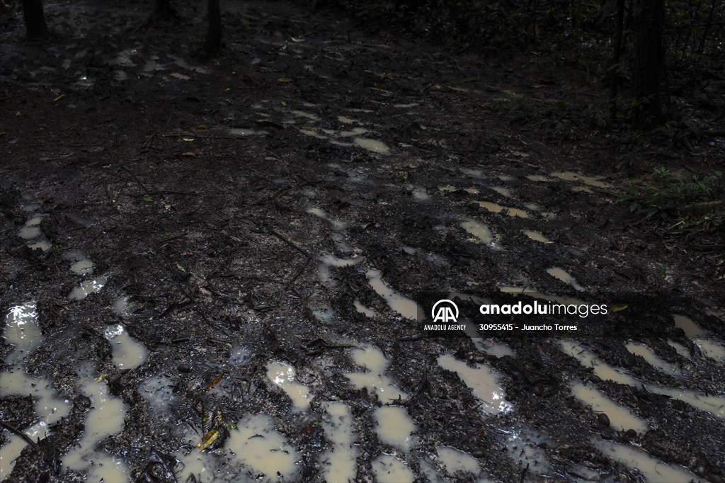 The Amazon Rainforest's Rich Biodiversity in Peril as Deforestation ...