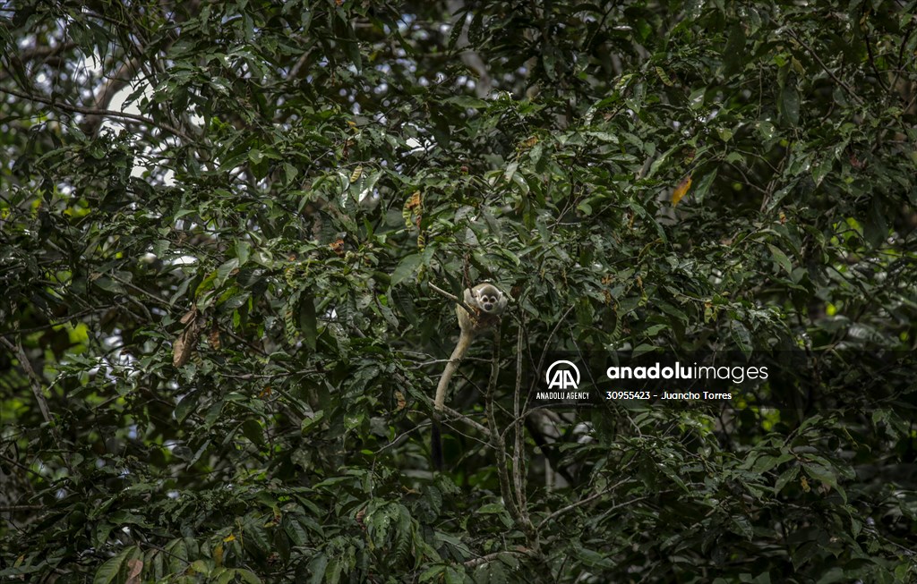 The Amazon Rainforest's Rich Biodiversity in Peril as Deforestation ...