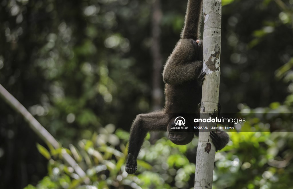 The Amazon Rainforest's Rich Biodiversity in Peril as Deforestation ...