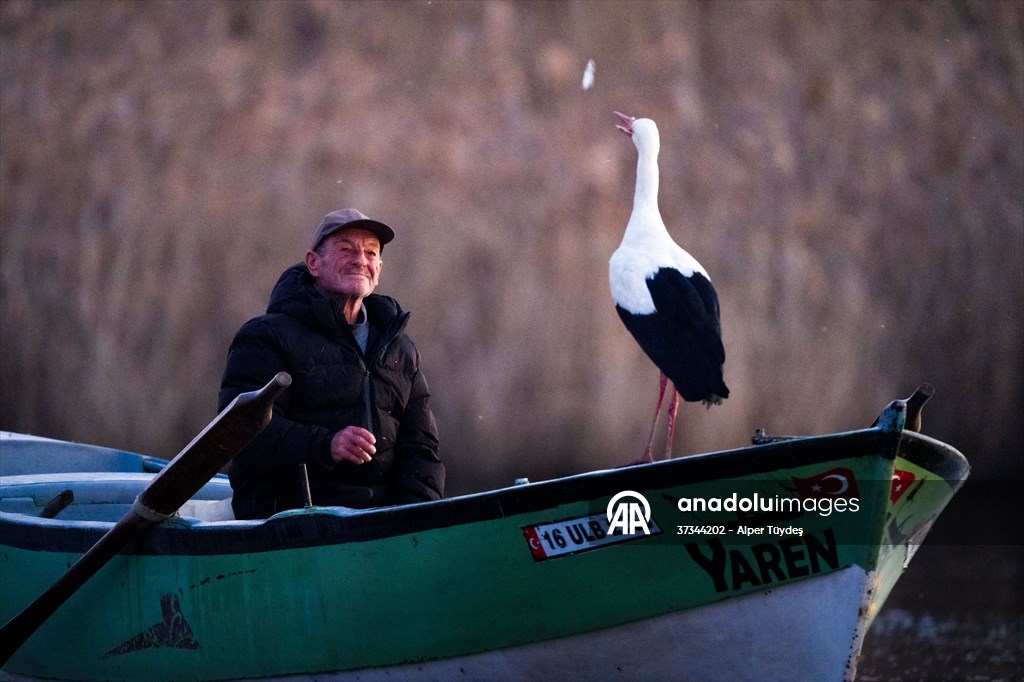 Stork 'Yaren' returns to fisherman’s boat for 14th year in Turkiye's ...