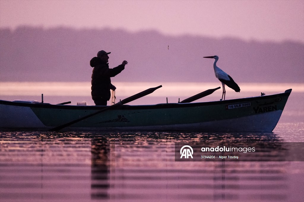 Stork 'Yaren' returns to fisherman’s boat for 14th year in Turkiye's ...