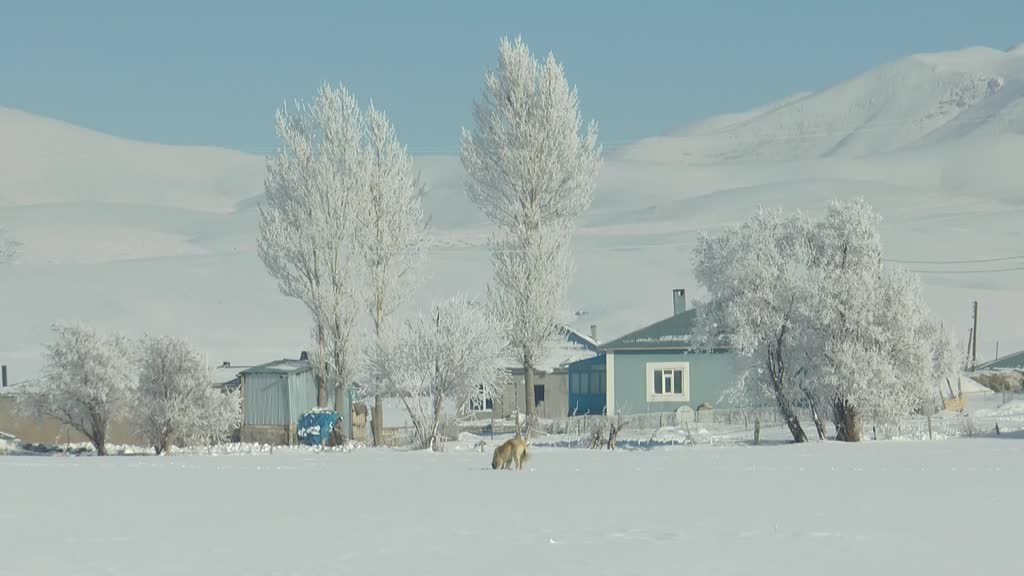 Frost on trees during extreme winter weather in eastern Turkiye ...