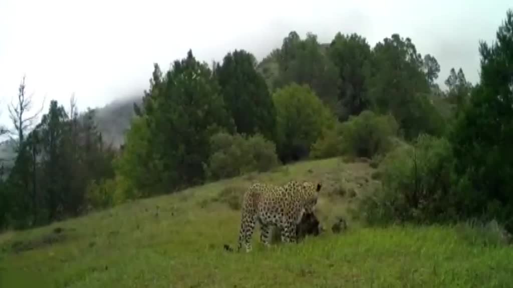 Last images of endangered Anatolian leopard captured by camera trap ...