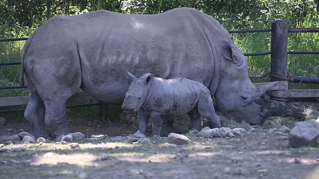 Baby Rhino Otto Lang grows at Safari West in California | Anadolu Images